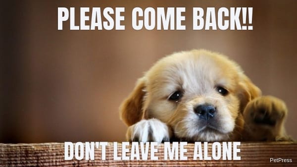 10+ Sad Dog Memes On The Internet - PetPress