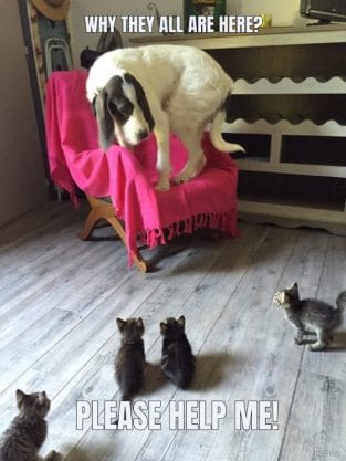 10+ Scared Dog Memes With Hilarious Reactions - PetPress