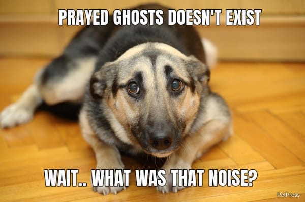 10+ Scared Dog Memes With Hilarious Reactions - PetPress