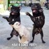 10+ Funny Dancing Dog Meme - PetPress