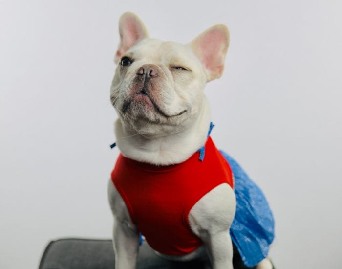 Free Dog Meme Generator | PetPress