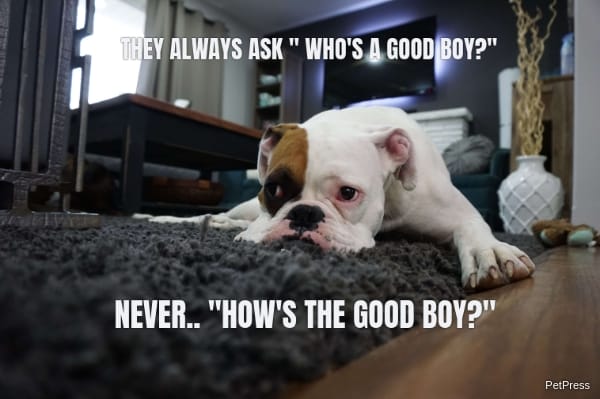 10+ Sad Dog Memes On The Internet - PetPress