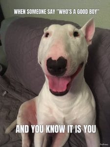 10+ Best Walter Dog Memes & Story Behind The Hilarious Nelson - PetPress