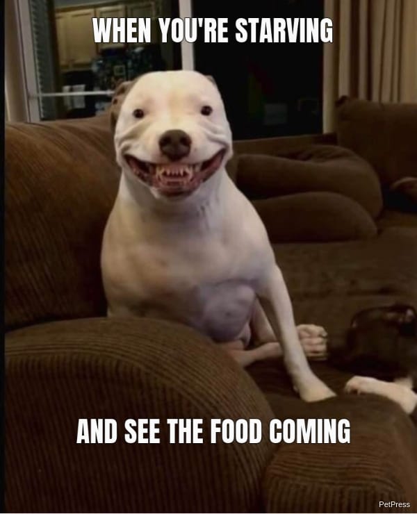 15+ Funny Smiling Dog Memes - PetPress