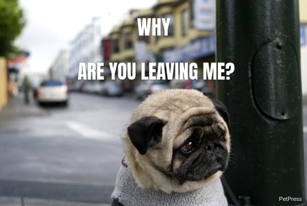 10+ Sad Dog Memes On The Internet - PetPress