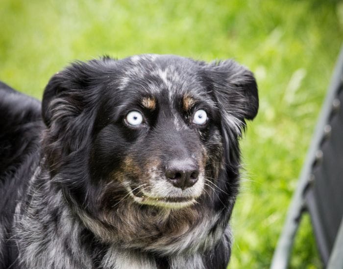 Free Dog Meme Generator | PetPress