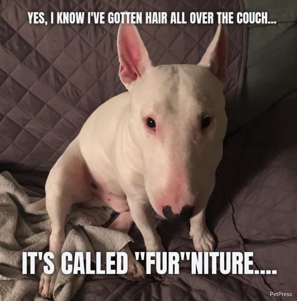 10+ Best Walter Dog Memes & Story Behind The Hilarious Nelson - PetPress