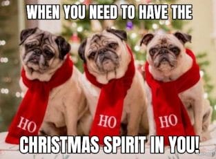 Top 10+ Pug Christmas Memes That Will Make You Merry!