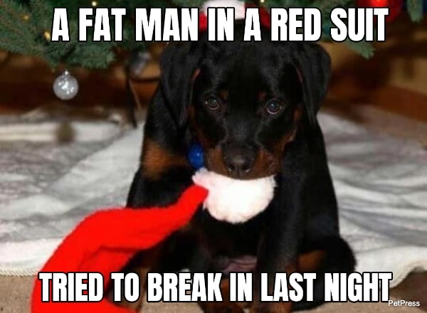 Top 10+ Hilarious Rottweiler Christmas Memes | Petpress
