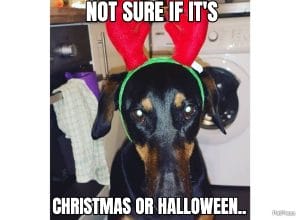 Top 10 Doberman Christmas Memes That Are Festively Funny!