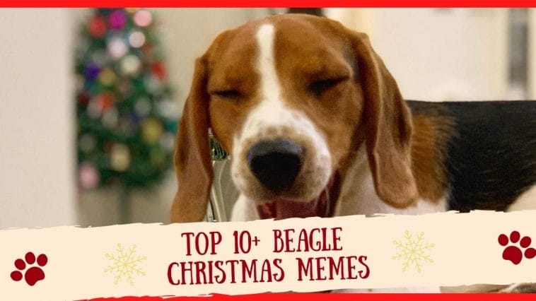 14 Funny Beagle Memes That Will Make You Smile! - PetPress