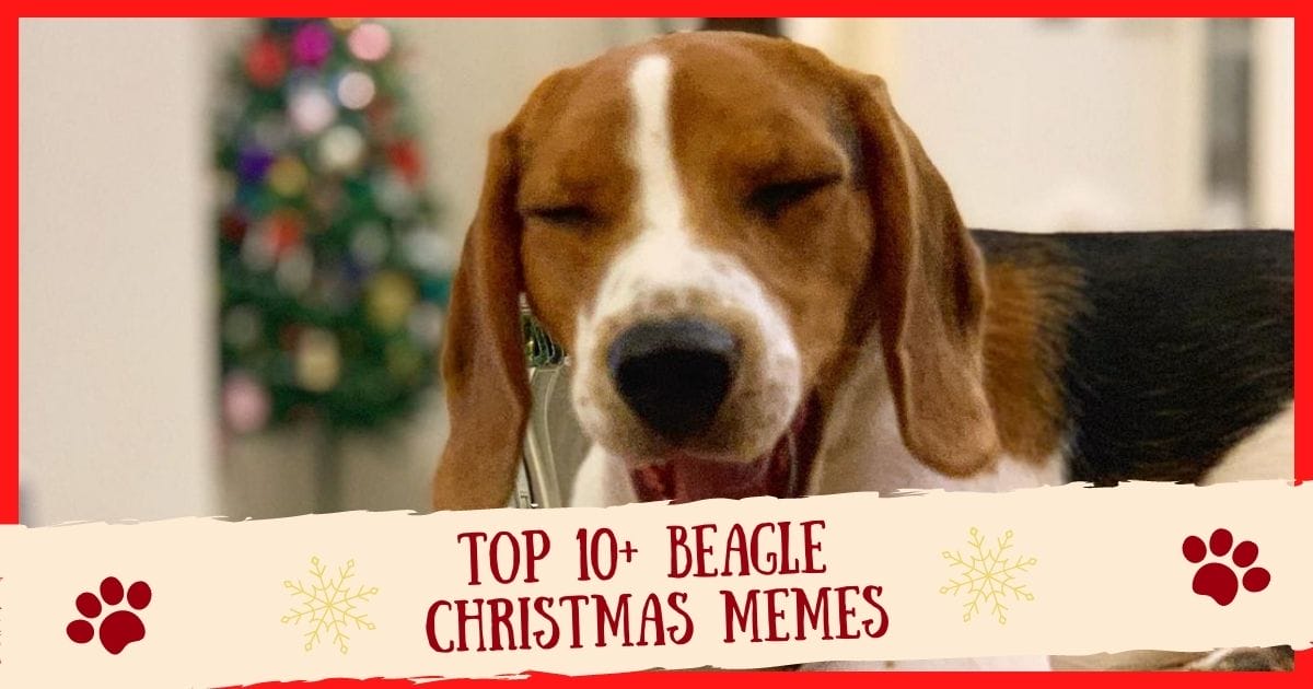14 Funny Beagle Memes That Will Make You Smile! - PetPress