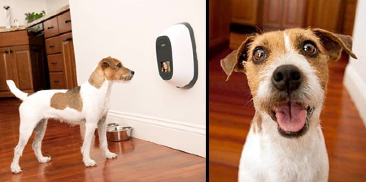 15+ Best Dog Cameras To Keep Your Dog Safe - PetPress