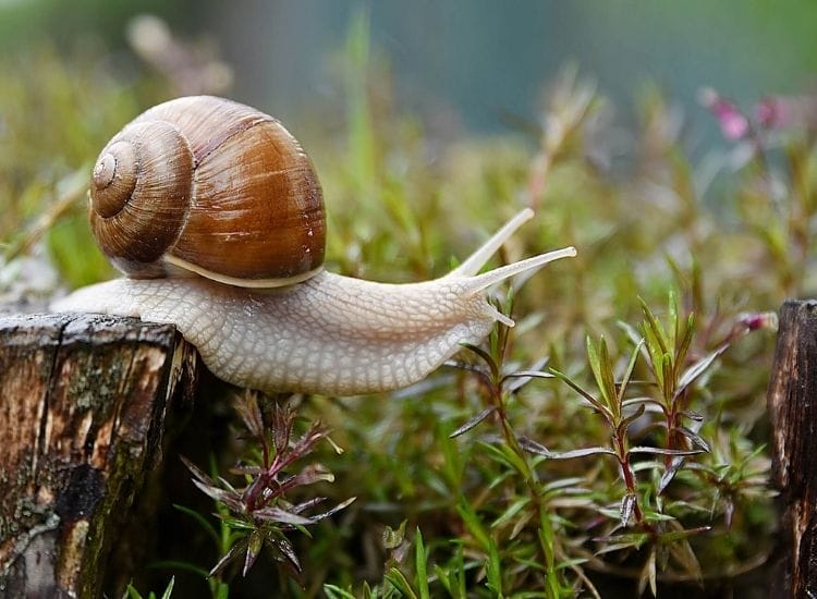 Best Ways To Name A Pet Snail - Good, Funny, & Famous Snail Names
