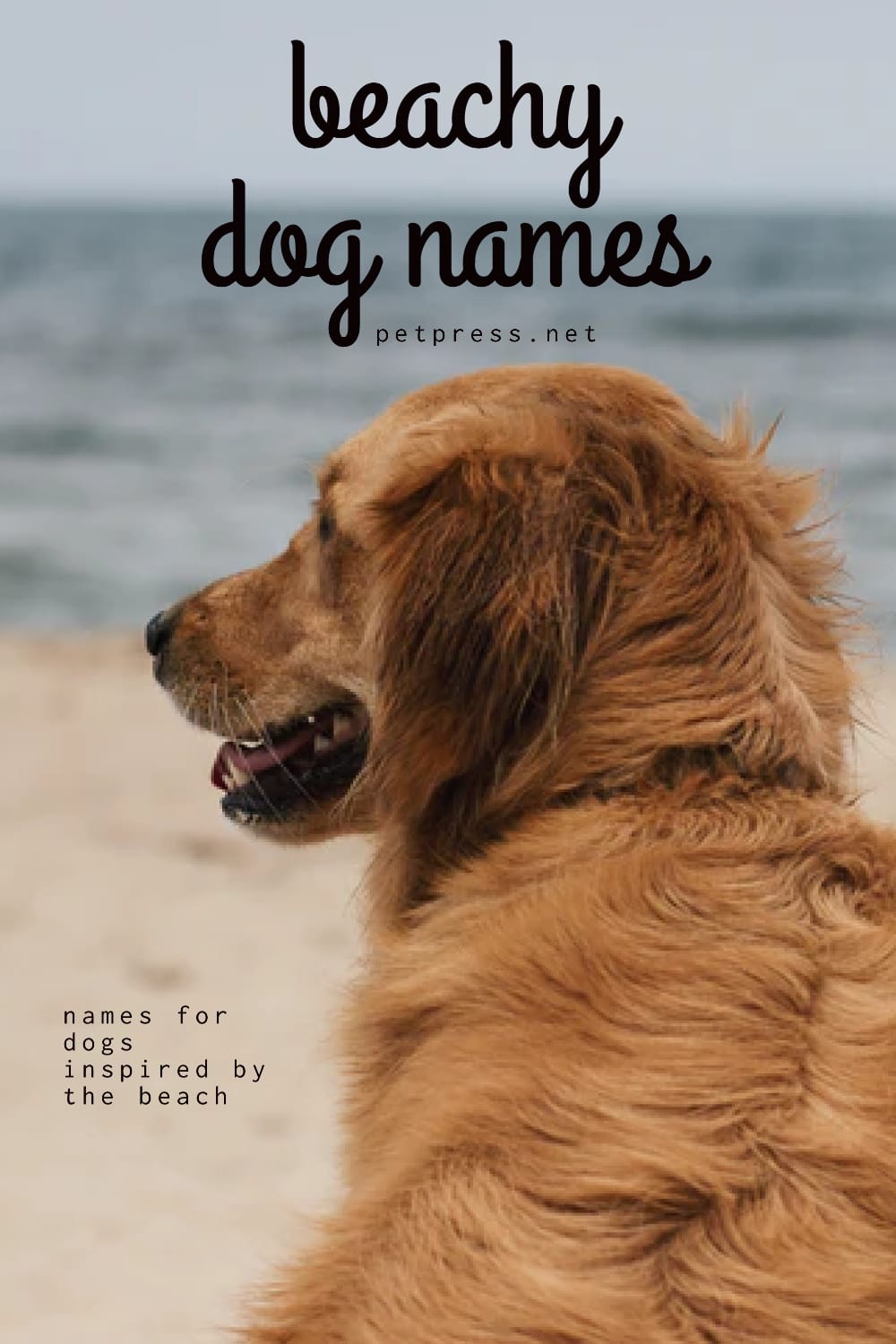 180 Beach Inspired Dog Names - PetPress