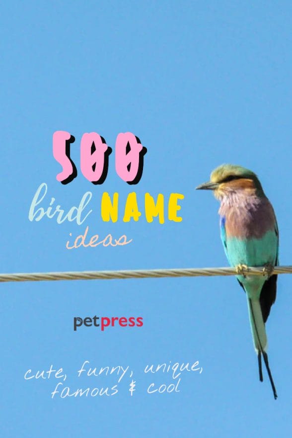 Top 500 Bird Names for Naming Your Pet Bird - PetPress