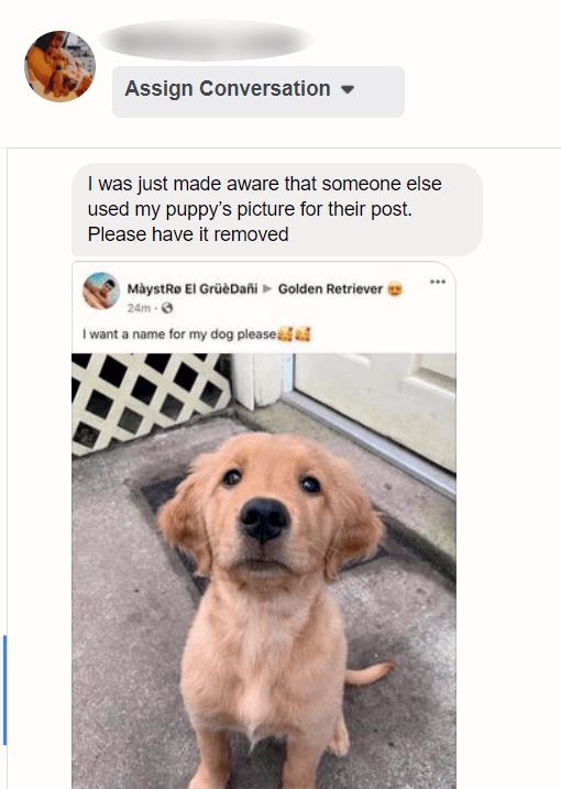 Puppy Scams Exposed - Tips On How To Spot A Scammer