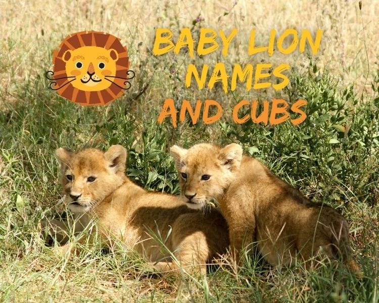 30+ Best And Cute Baby Lion Names (And Cubs) - PetPress