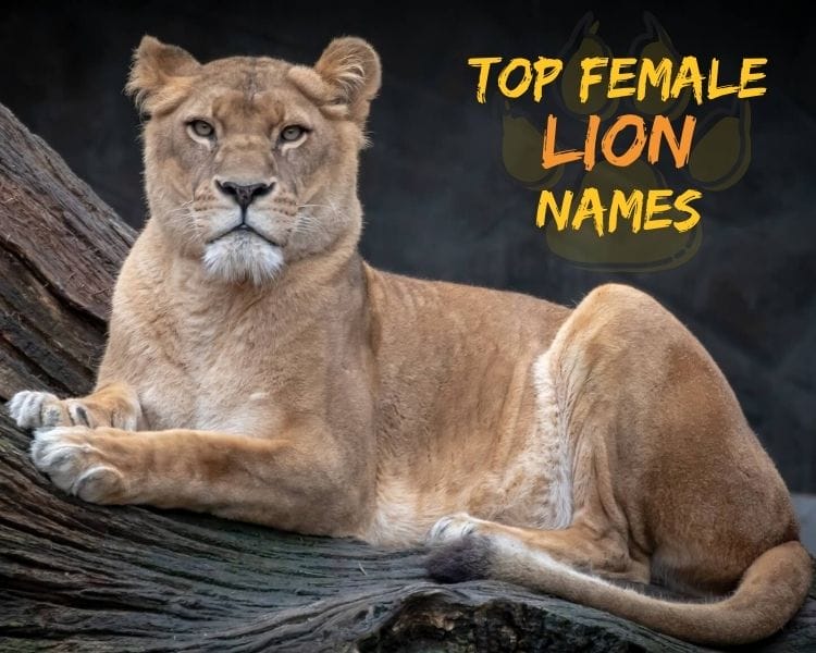 30+ Top Female Lion Names | Best Names For A Lioness