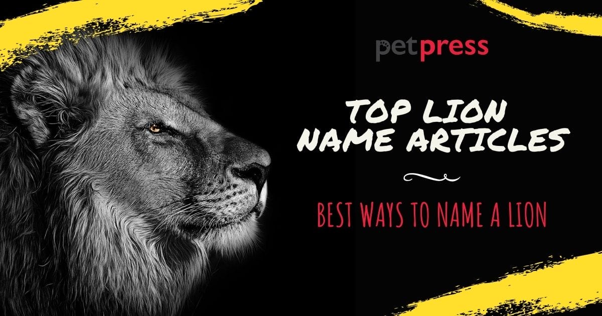 Top 20+ White Lion Names - Best Names For A White Lion