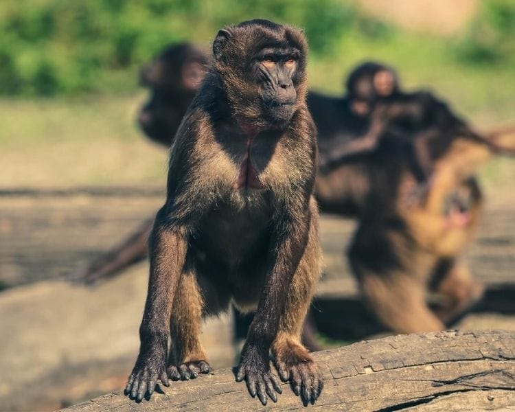 Monkey Name Generator - Find Out The Good Monkey Names