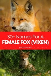 30+ Good & Cute Female Fox (Or Vixen) Names - PetPress
