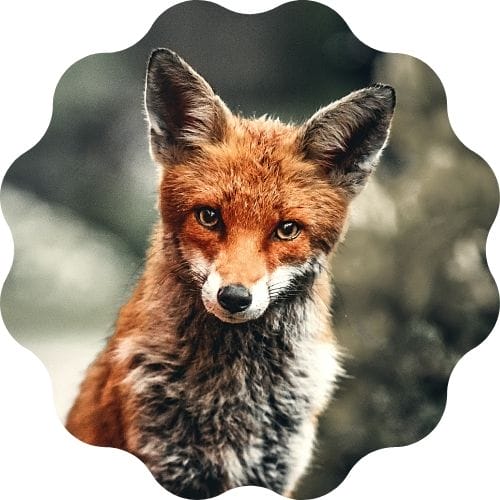 Fox Name Generator – Find The Best Name For Your Pet Fox - PetPress