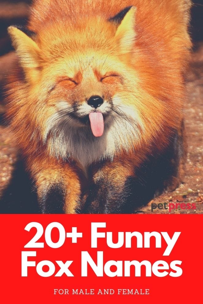 20+ Funny Fox Names | List of Funny Names For A Pet Fox
