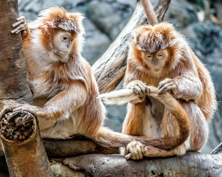 Monkey Name Generator - Find Out The Good Monkey Names