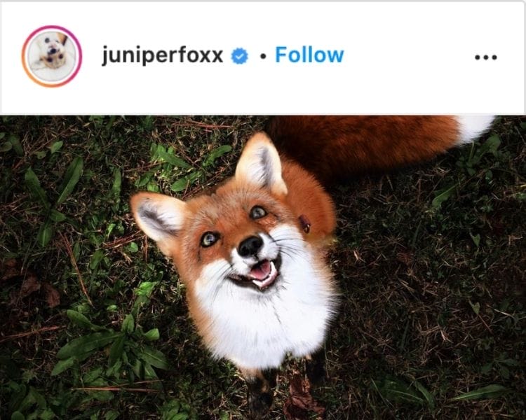 Fox Name Generator – Find The Best Name For Your Pet Fox - PetPress