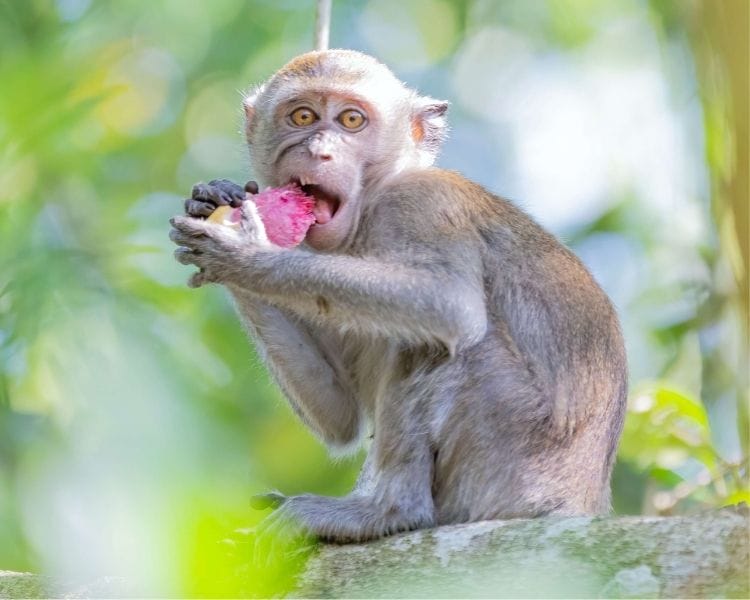 Monkey Name Generator - Find Out The Good Monkey Names