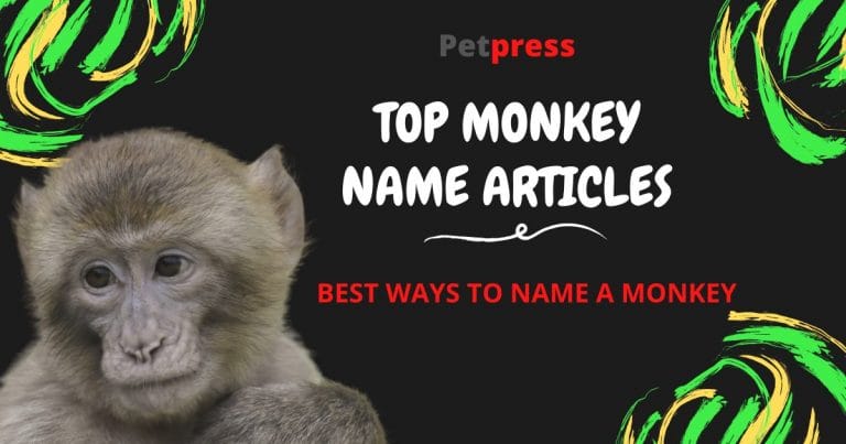 Best Ways To Name A Monkey - Cute, Funny, & Famous Monkey Names