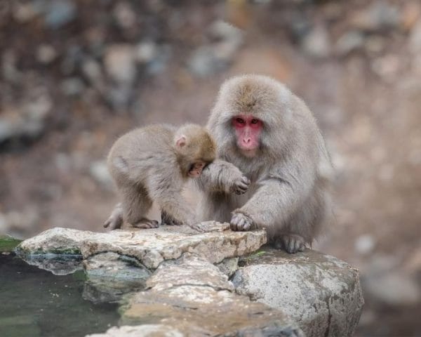Monkey Name Generator - Find Out The Good Monkey Names