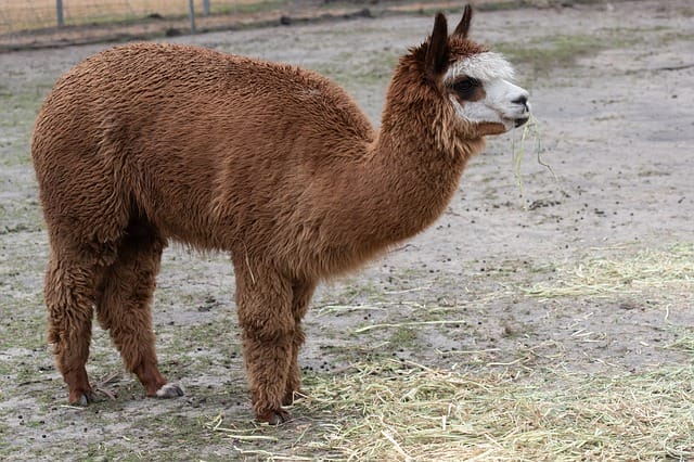 270+ Best Alpaca Names That Are Good For A Pet Alpaca