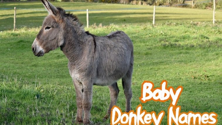 140+ Funny Donkey Names - Funny & Cute Names For A Pet Donkey