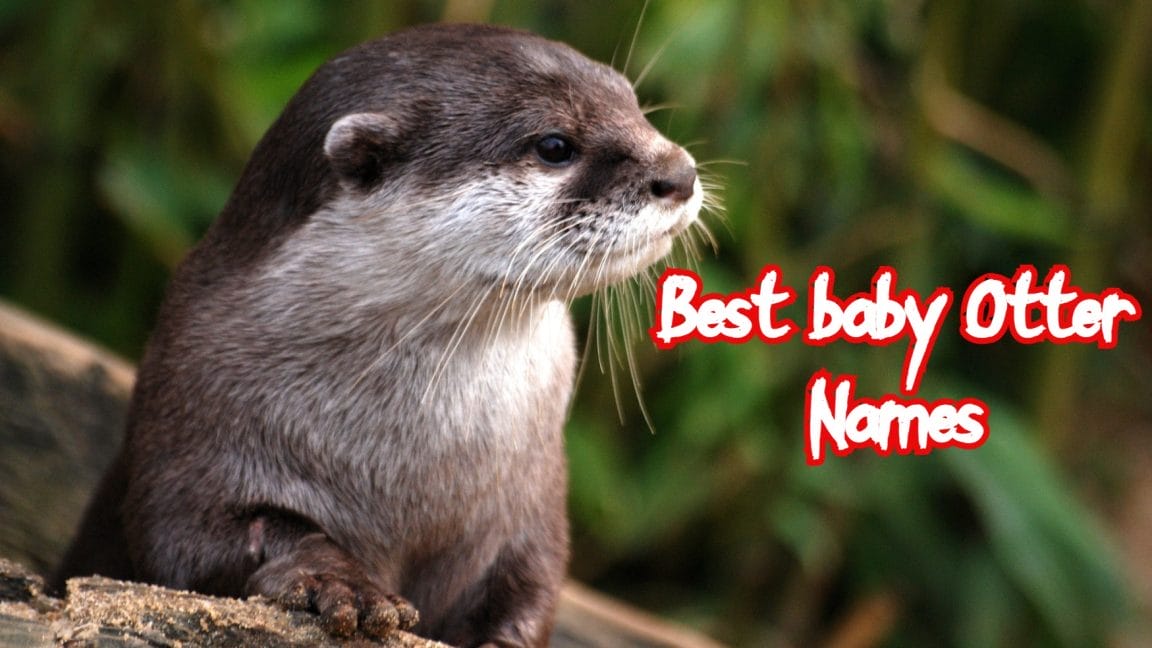 Funny Otter Names: A List of Over 100 Hilarious Names for Pet Otters