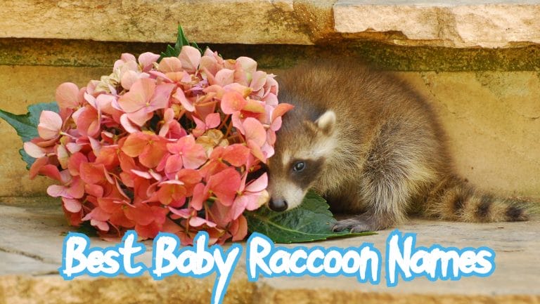 140 Best Pet Raccoon Names (Cute, Funny, & Famous Names)