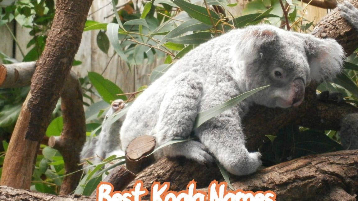 Koala Names: The 120 Most Famous Names for Koala Bears