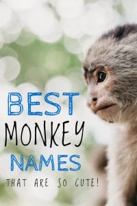 200+ Best Monkey Names that are Cute for Boy & Girl Monkeys
