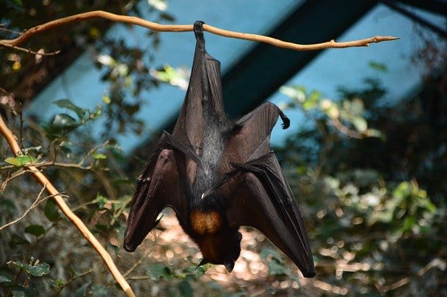 80+ Famous Bat Names – With Funny, Cute, & Cool Bat Names