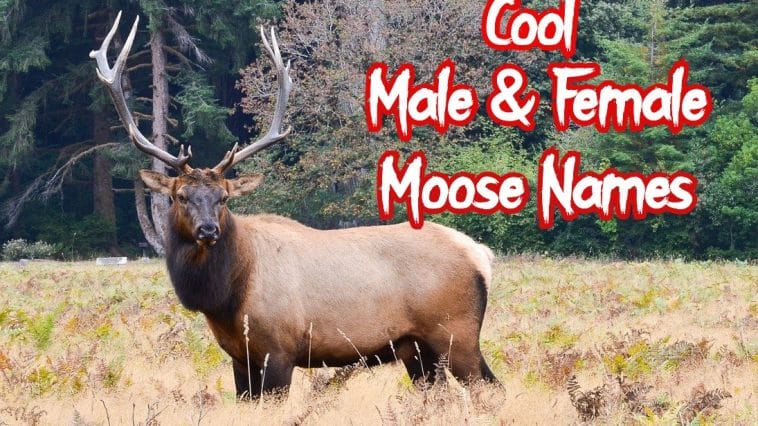 Top 20+ Famous And Funny Moose Names | PetPress