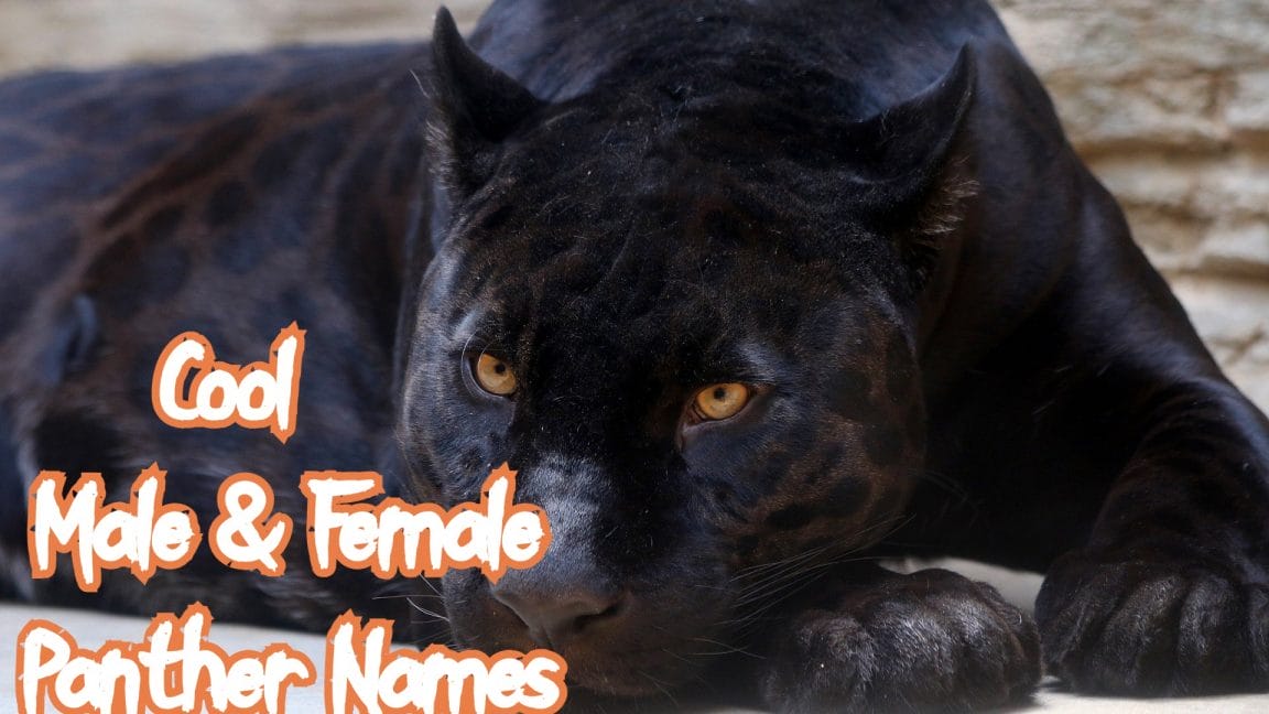 70+ Famous Black Panther Names From Movies | PetPress