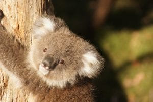 100+ Best Koala Names – Boy, Girl, Baby, & Cute Koala Names