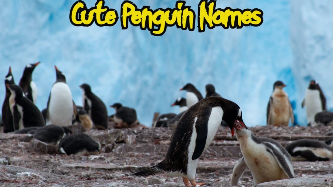 Top 20+ Famous Penguin Names From Movies | PetPress