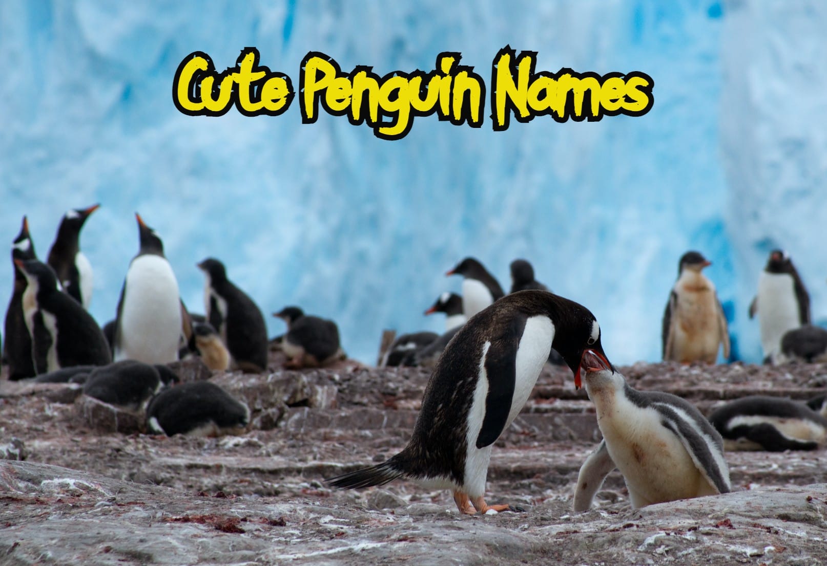 15 Cute Pictures of Penguins - PetPress