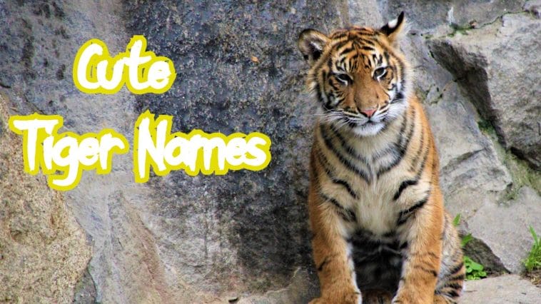 70+ Best White Tiger Names: Unique Names for White Tigers