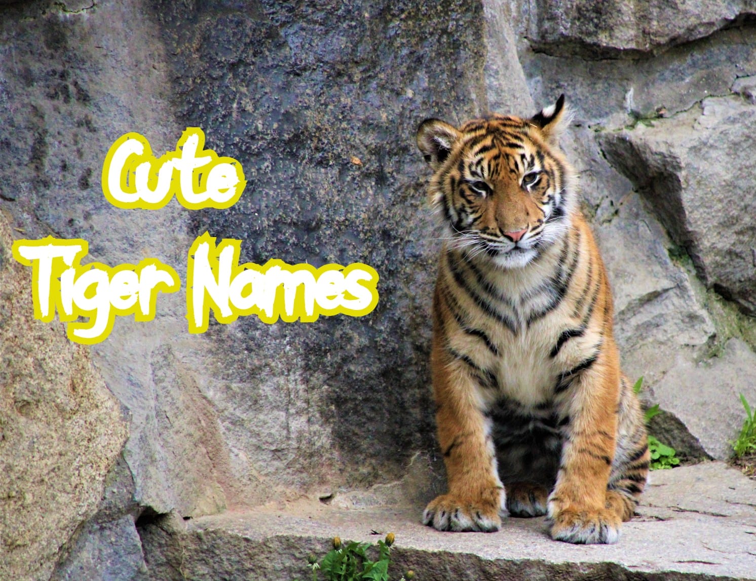 50+ Famous Tiger Names Inspired From Movies & Disney