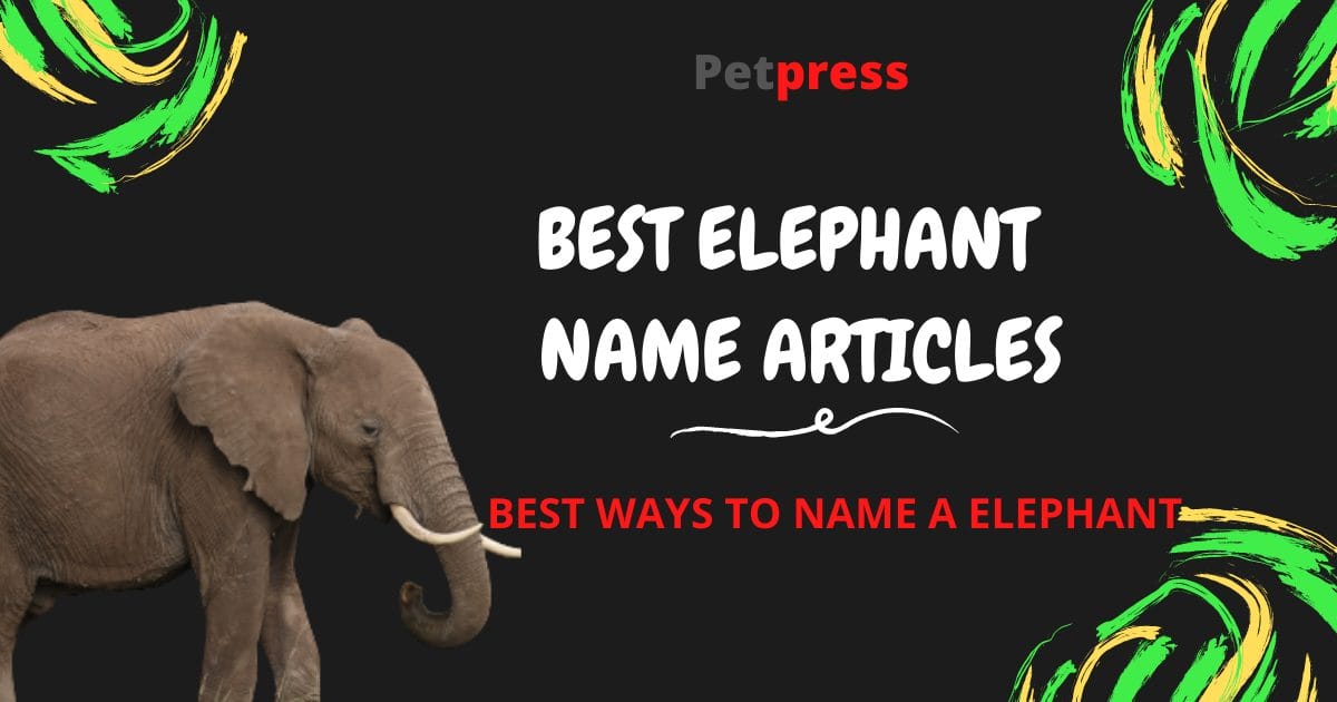 110+ Popular Elephant Names – With Cute & Famous Names