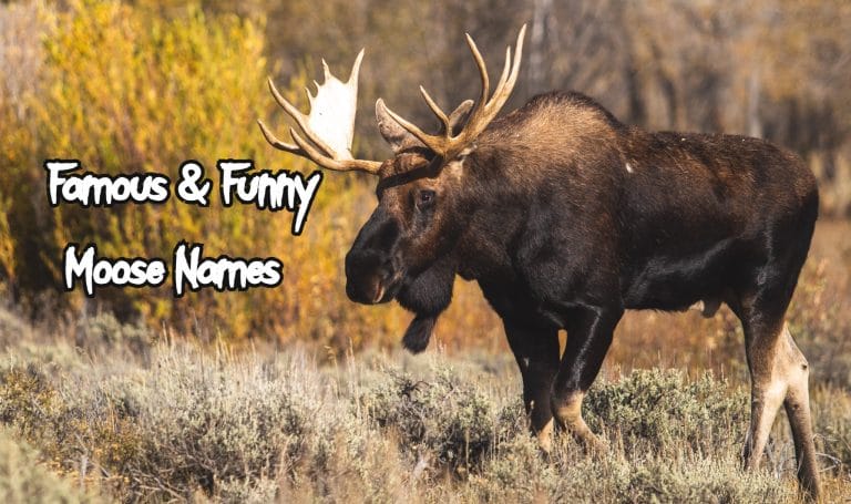 Top 20+ Famous And Funny Moose Names | PetPress