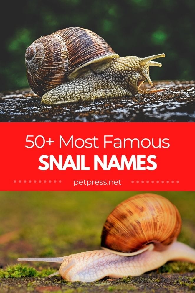 List of 50+ Most Famous Snail Names EVER! | PetPress